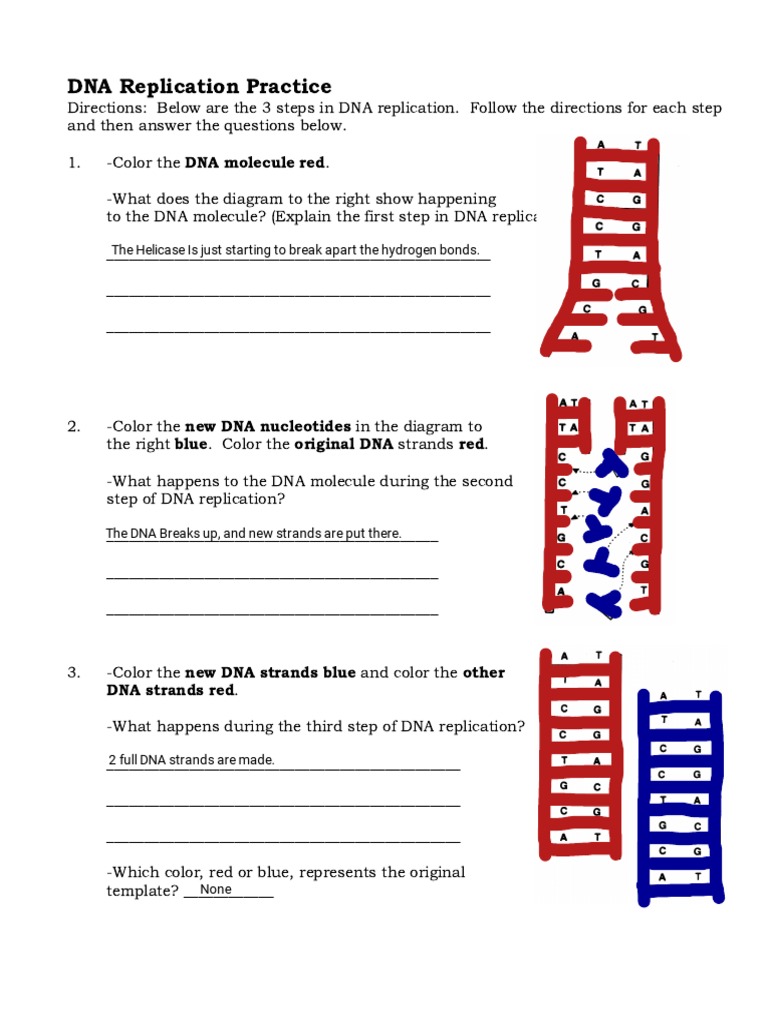 Kami Export - Luuk Van Meurs - DNA Replication Worksheet | PDF | Dna ...