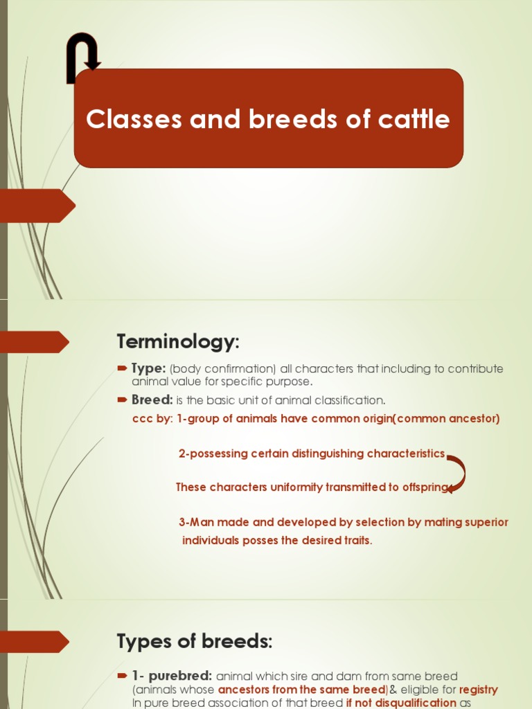 Classes and Breeds of Cattle and Buffalo | PDF | Cattle | Milk