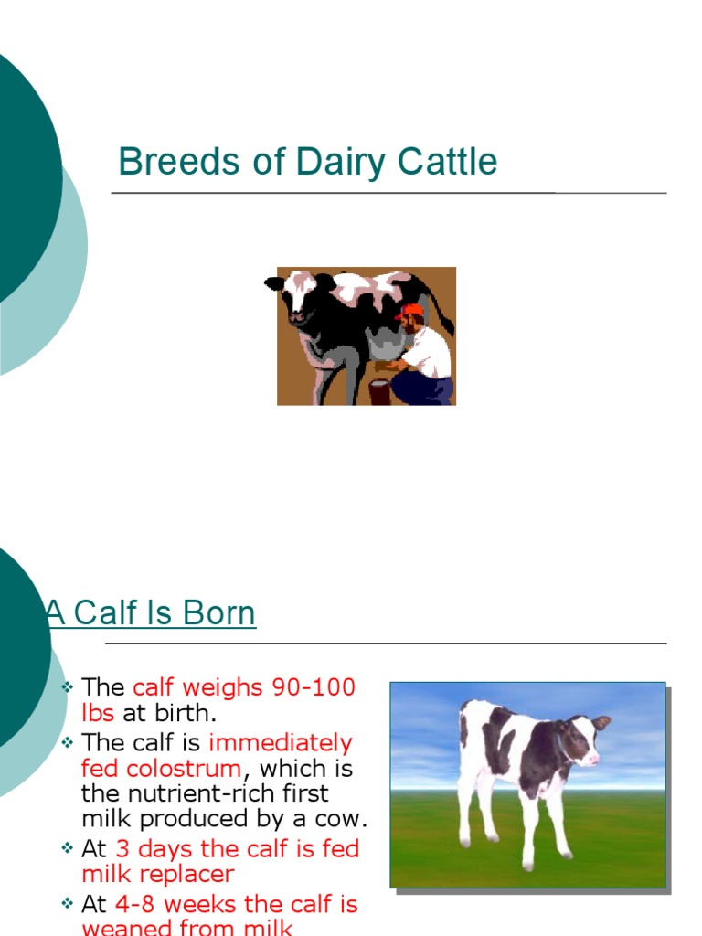 Breeds of Dairy Cattle Sec1 | PDF | Dairy Cattle | Cattle