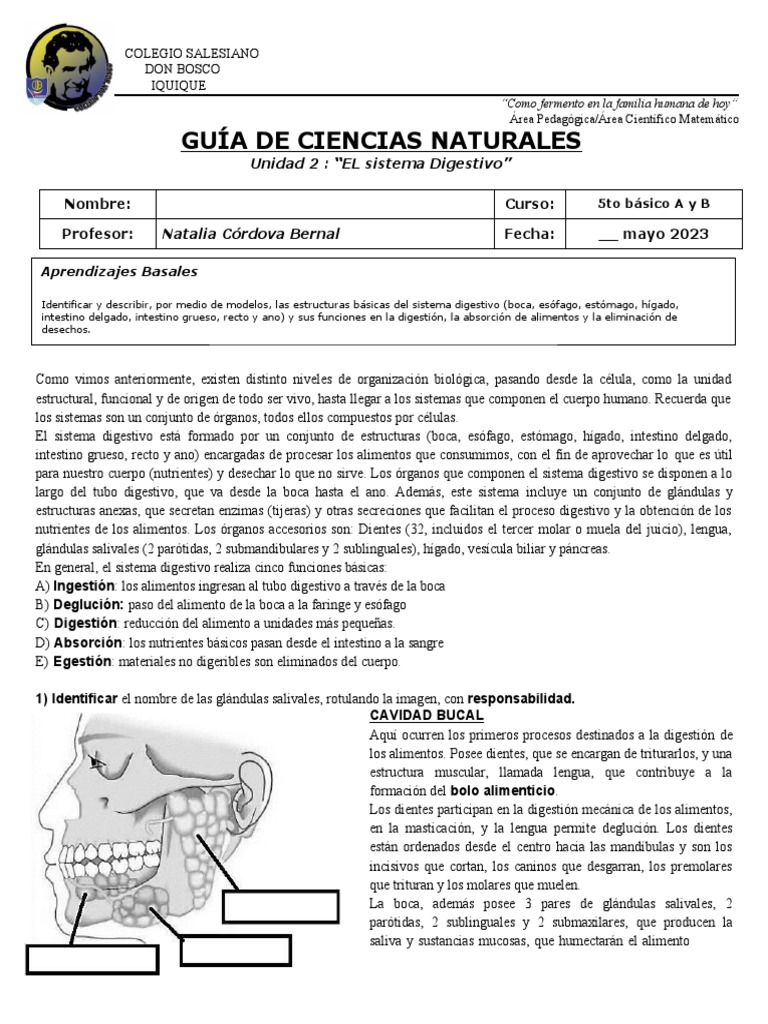 Guia Del Sistema Digestivo para 5to A y B | PDF | Sistema digestivo ...