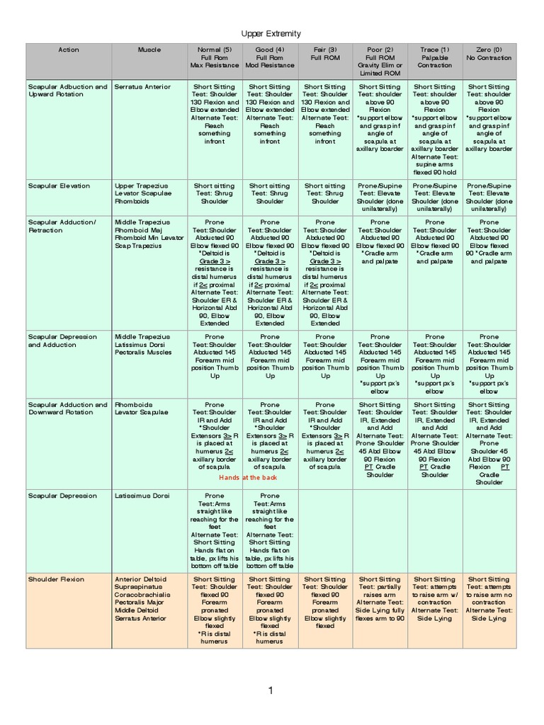 Ue MMT | PDF | Thumb | Anatomical Terms Of Motion
