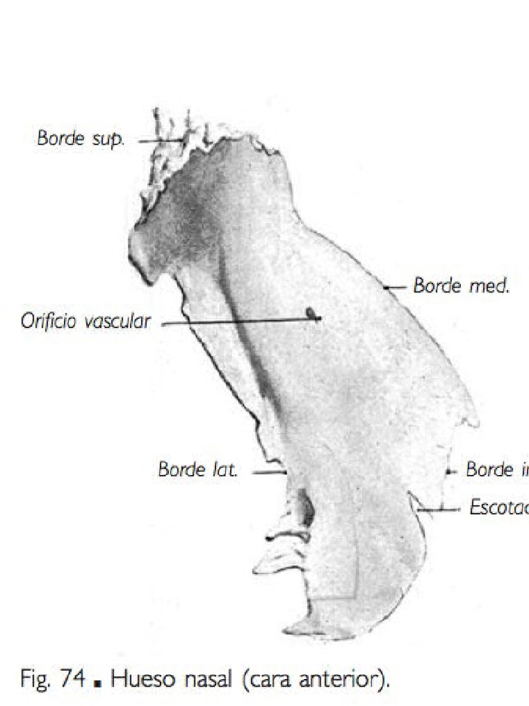 Hueso Nasal | PDF