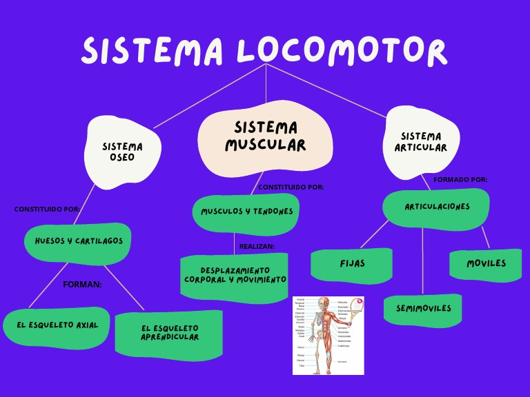 Mapa conceptual del sistema locomotor | PDF