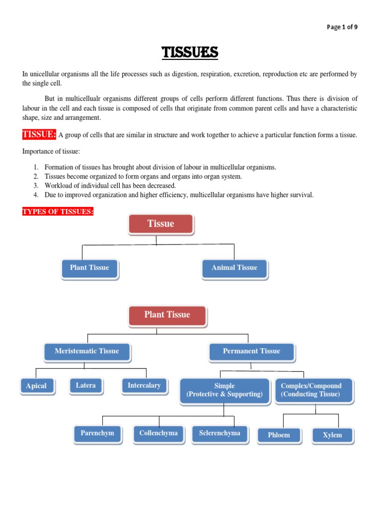 TISSUES | PDF | Epithelium | Tissue (Biology)