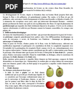 Structure Et Composition Chimique D'un Grain de Blé | PDF | Céréale | Blé