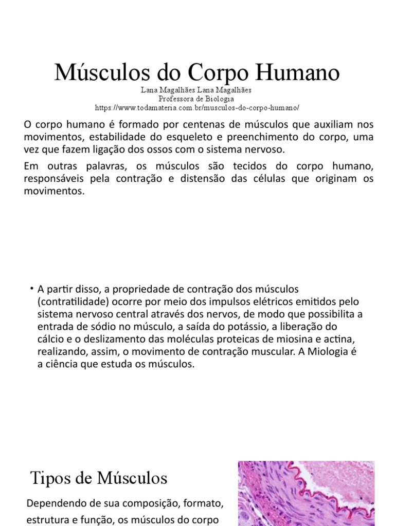 Tipos e Funções dos Músculos Humanos | PDF | Músculo esquelético ...