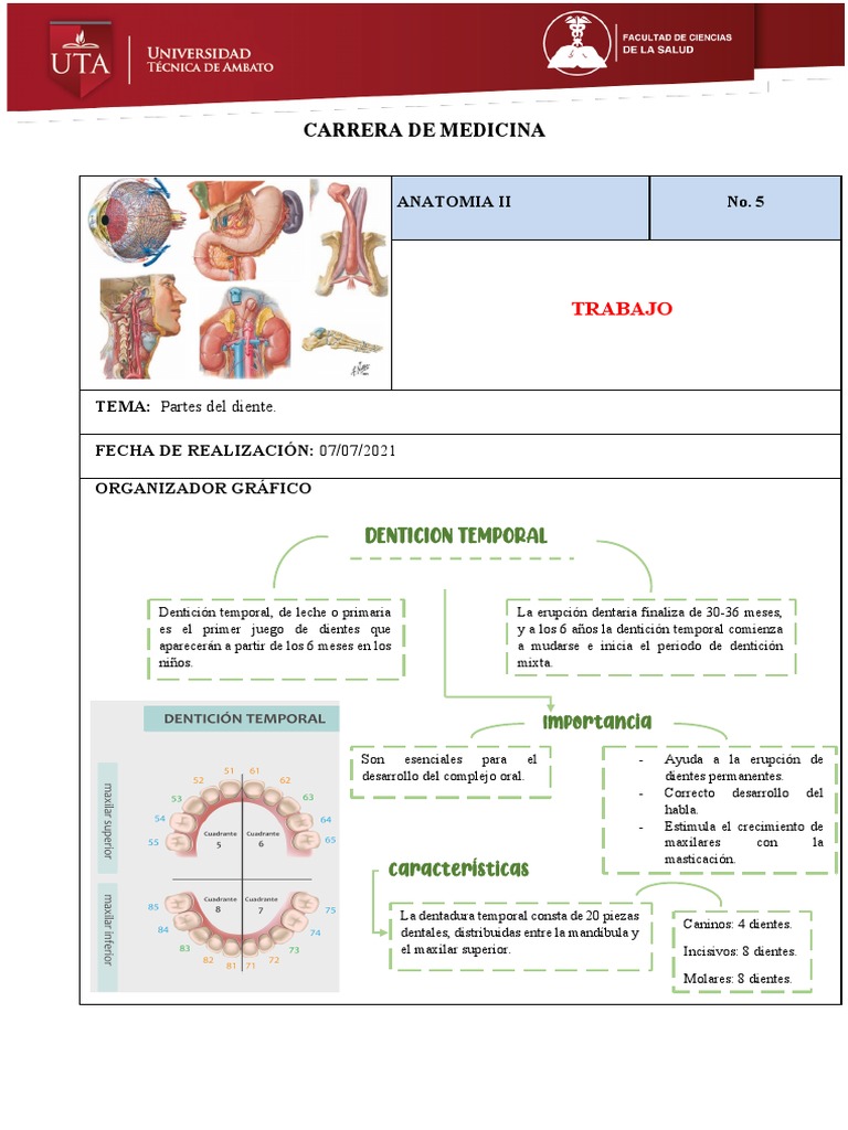Partes del diente y su función | PDF | Diente | Anatomía