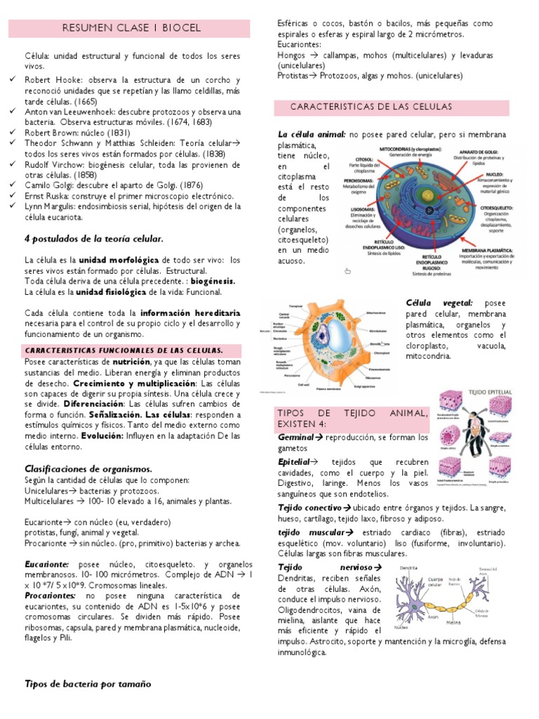 Biocel Resumen Solemne 1 | PDF | Traducción (biología) | Replicación De Adn