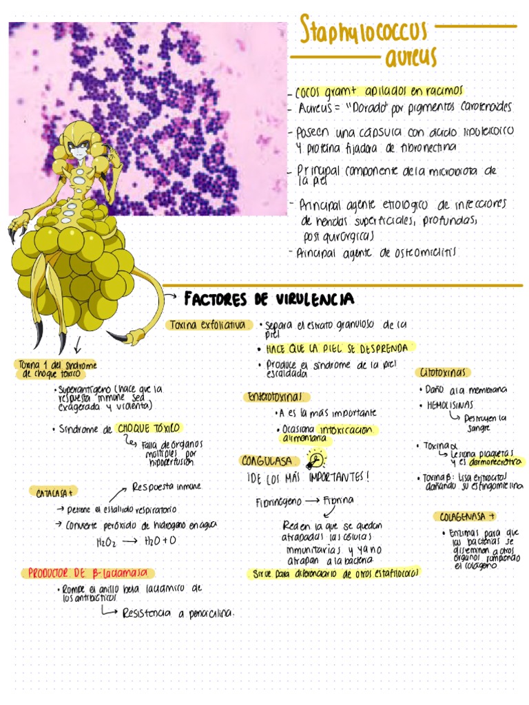 Estafilococo Aureus | PDF | Especialidades Medicas | Medicina CLINICA