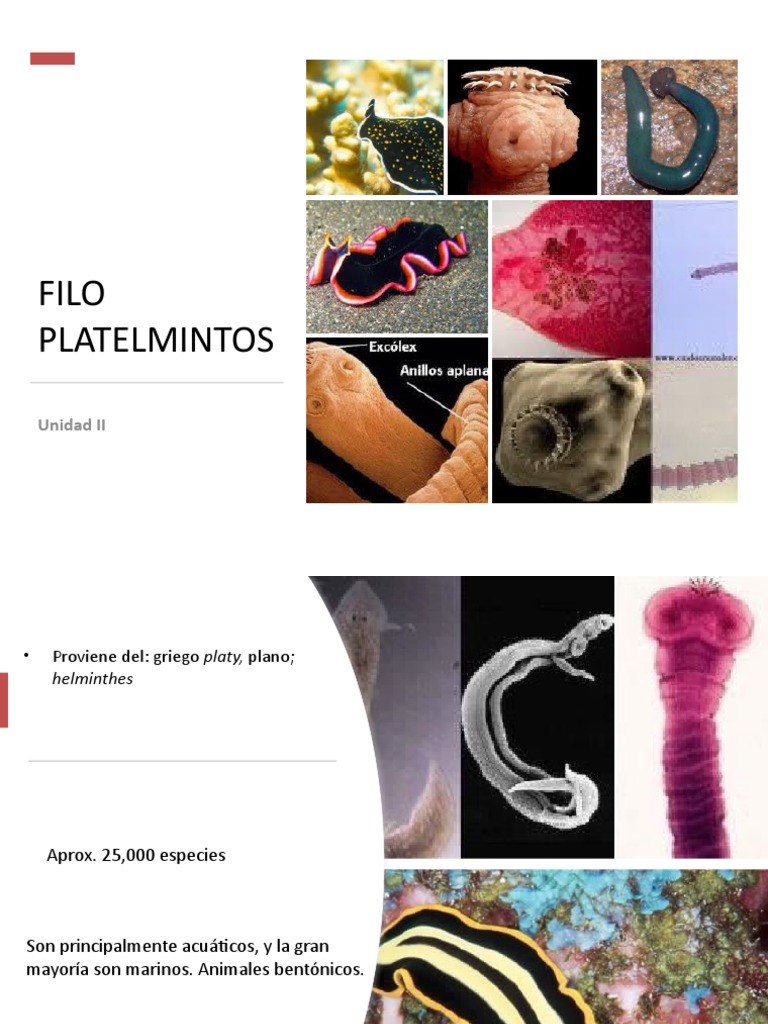 UNIDAD II, KGEG. Platelmintos | PDF | Zoología | Biología