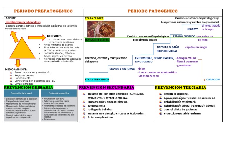 Período prepatogénico y patogénico de la tuberculosis | PDF ...