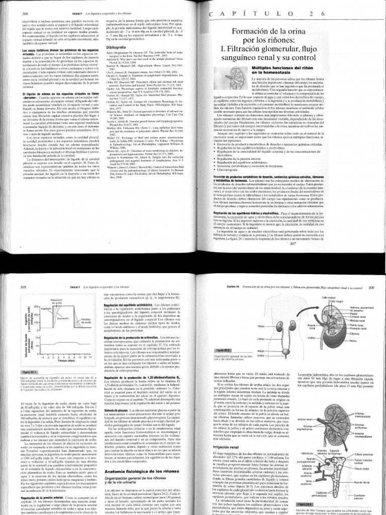 Guyton. Fisiología Médica. Cap. 26 a 31 | PDF