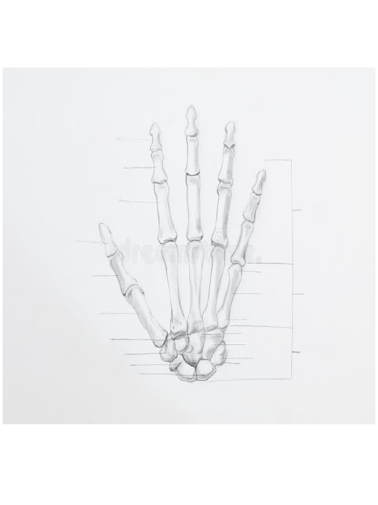 Anatomia De Mano Pdf