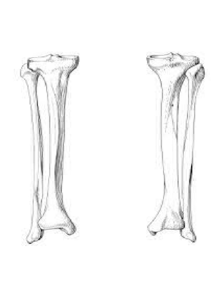 Tibia y Perone 2 | PDF