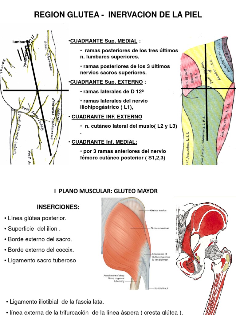 URP 2011- Region Glutea