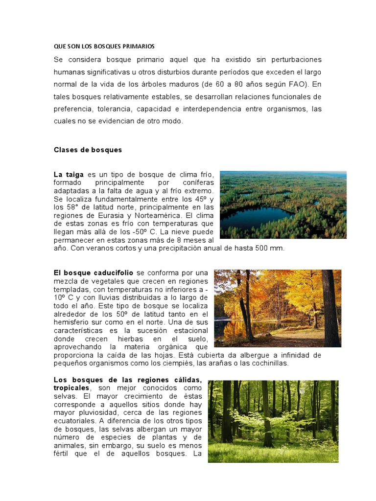 Que Son Los Bosques Primarios | PDF | Los bosques | Selva