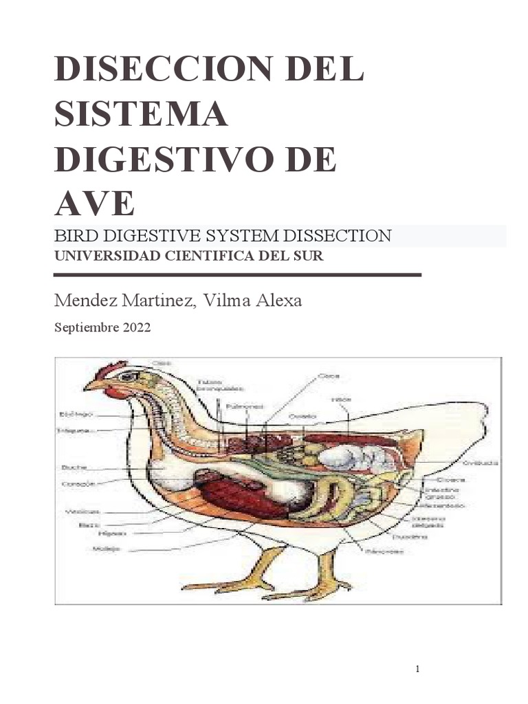 Sistema Dogestivo de Ave - Vilma Mendez (Presentación Final) | PDF | Sistema digestivo humano ...