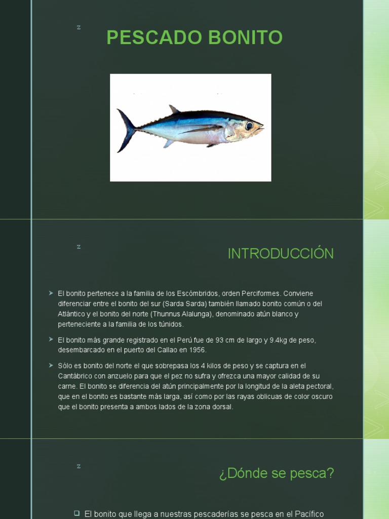 Características del pez bonito | PDF | Alimentos | Comida y bebida