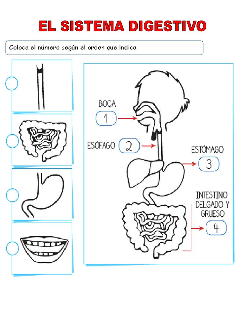 El Sistema Digestivo | PDF