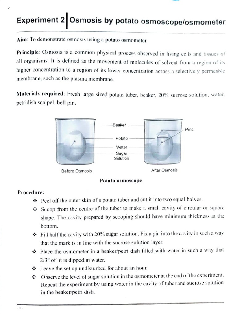 Bio Experiment 2 | PDF | Osmosis | Chemistry
