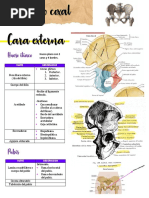 Tróclea - Qué Es, Significado, Ubicación, Función y Lesiones | PDF ...