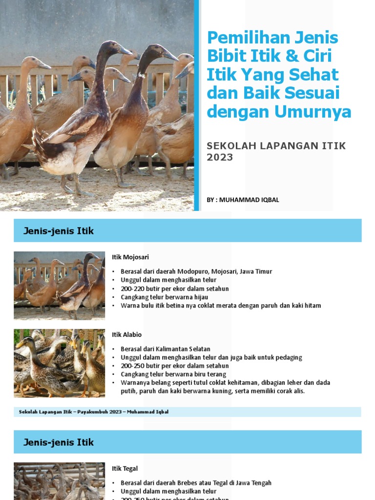 03 Pemilihan Jenis-Jenis Bibit Itik & Ciri Itik Yang Baik | PDF ...