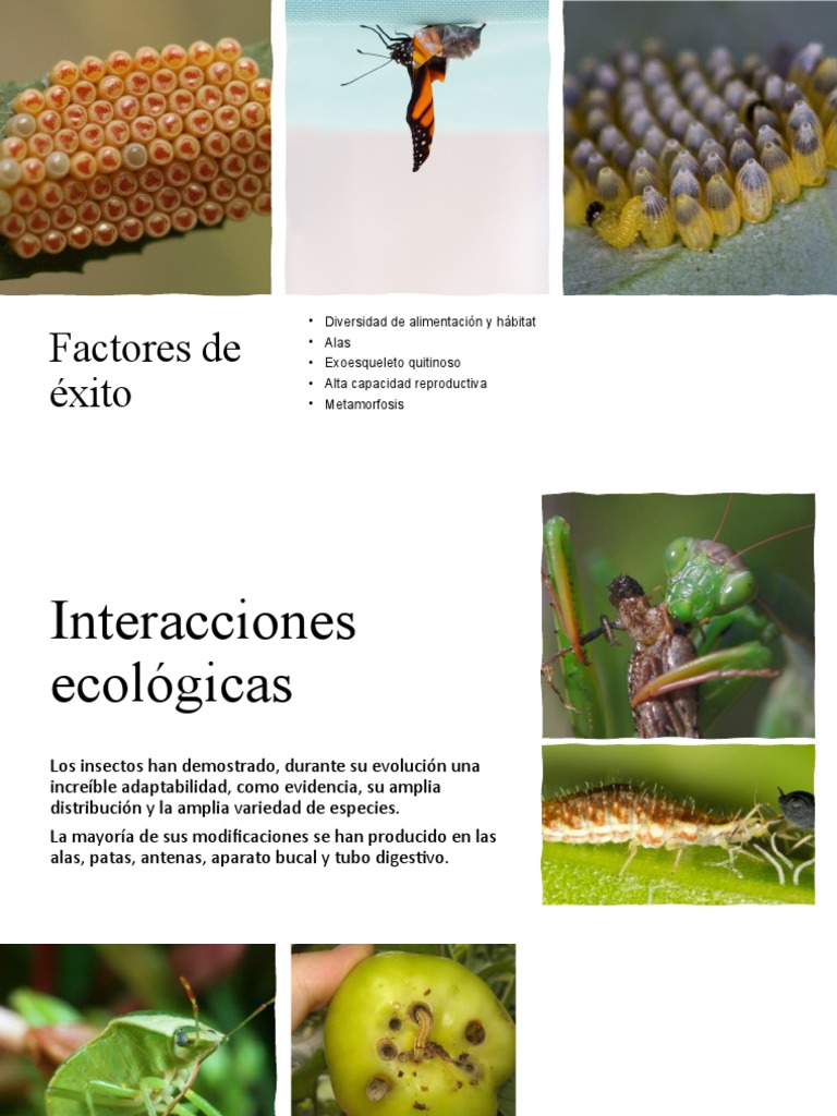 Clases de Insectos: Protura y Diplura | PDF | Insectos | Mosca