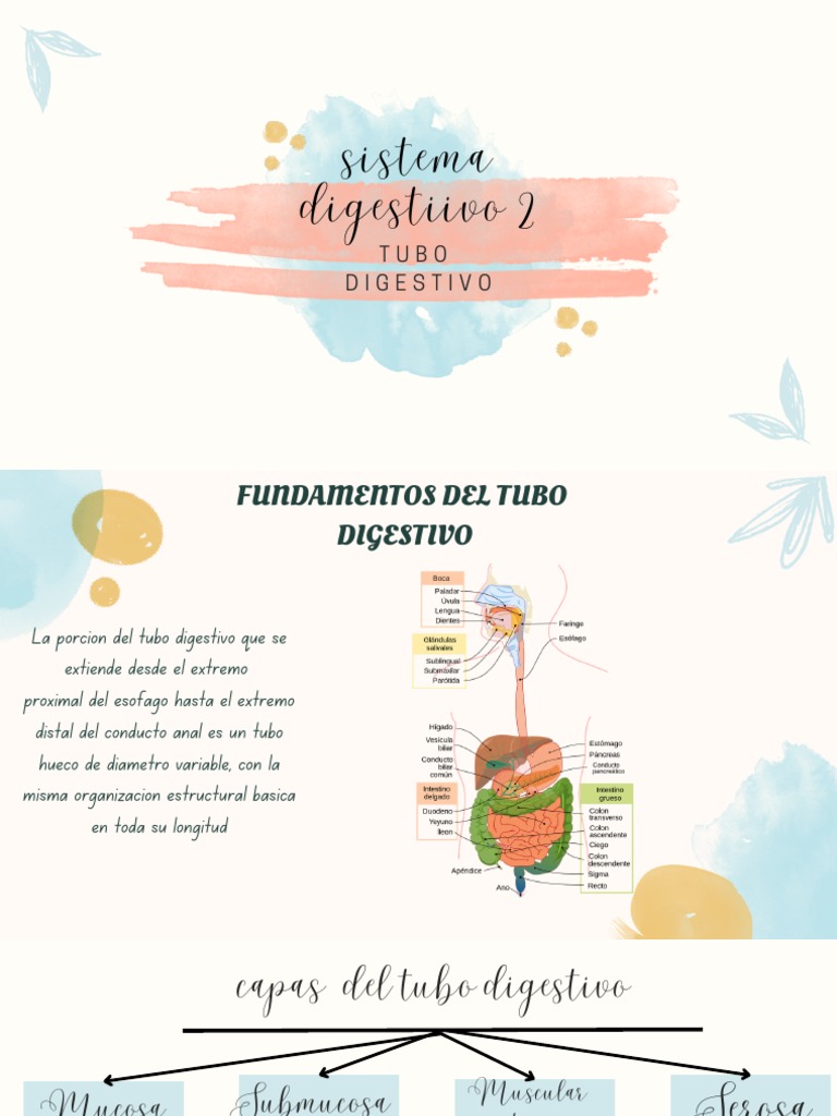 Estructura y Función del Tubo Digestivo | PDF | Estómago | Tracto ...