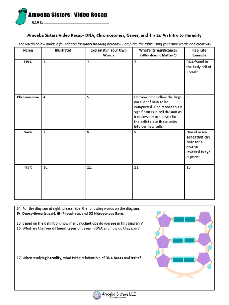 Amoeba Sisters - Video REcap | PDF | Dna | Gene