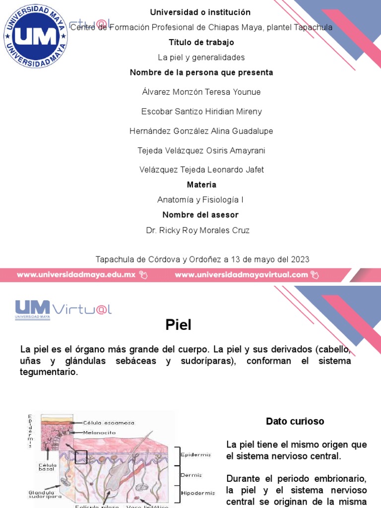 La Piel y Generalidades | PDF | Clavo (anatomía) | Piel