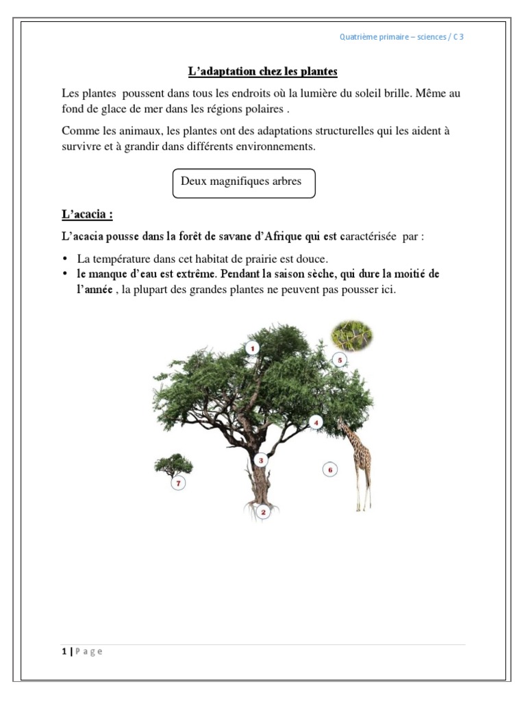 Adaptations des plantes en milieu naturel | PDF | Plantes | Arbres