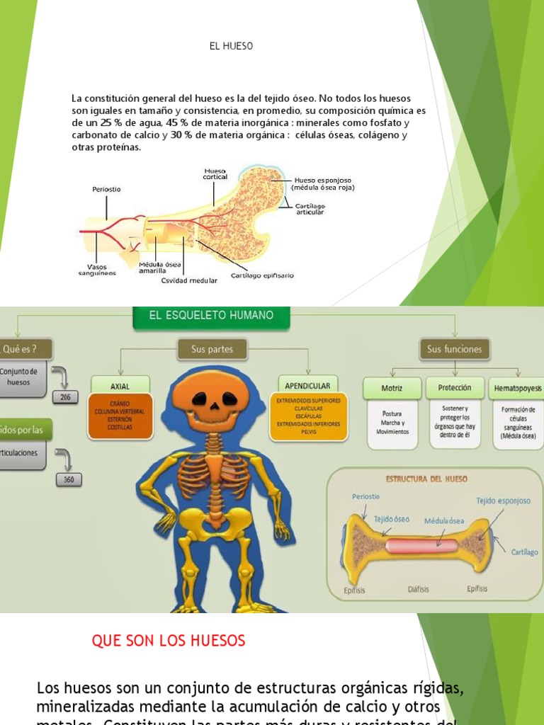 Presentación1 El Hueso | PDF | Hueso | Anatomía