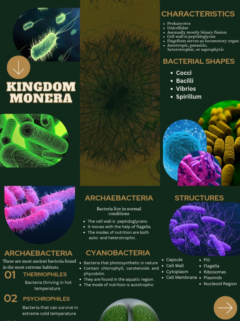 Archaebacteria Nutrition