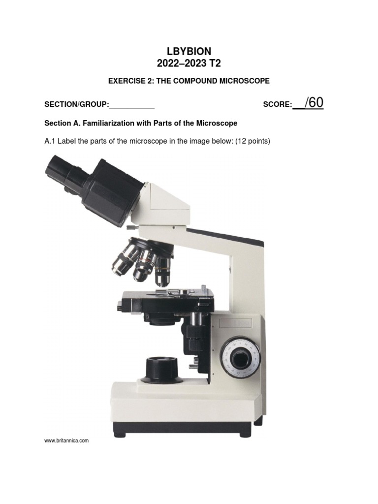 Microscope Lab Exercise Guide | PDF