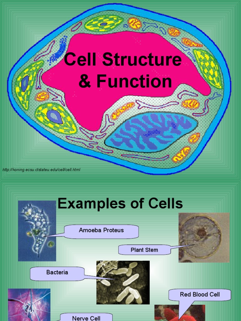 Overview of Cell Structure and Function | PDF | Endoplasmic Reticulum ...