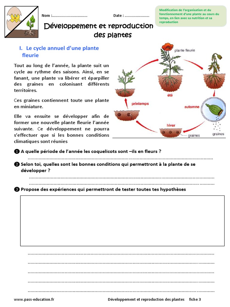 Développement Et Reproduction Des Plantes 6ème Exercices | PDF ...