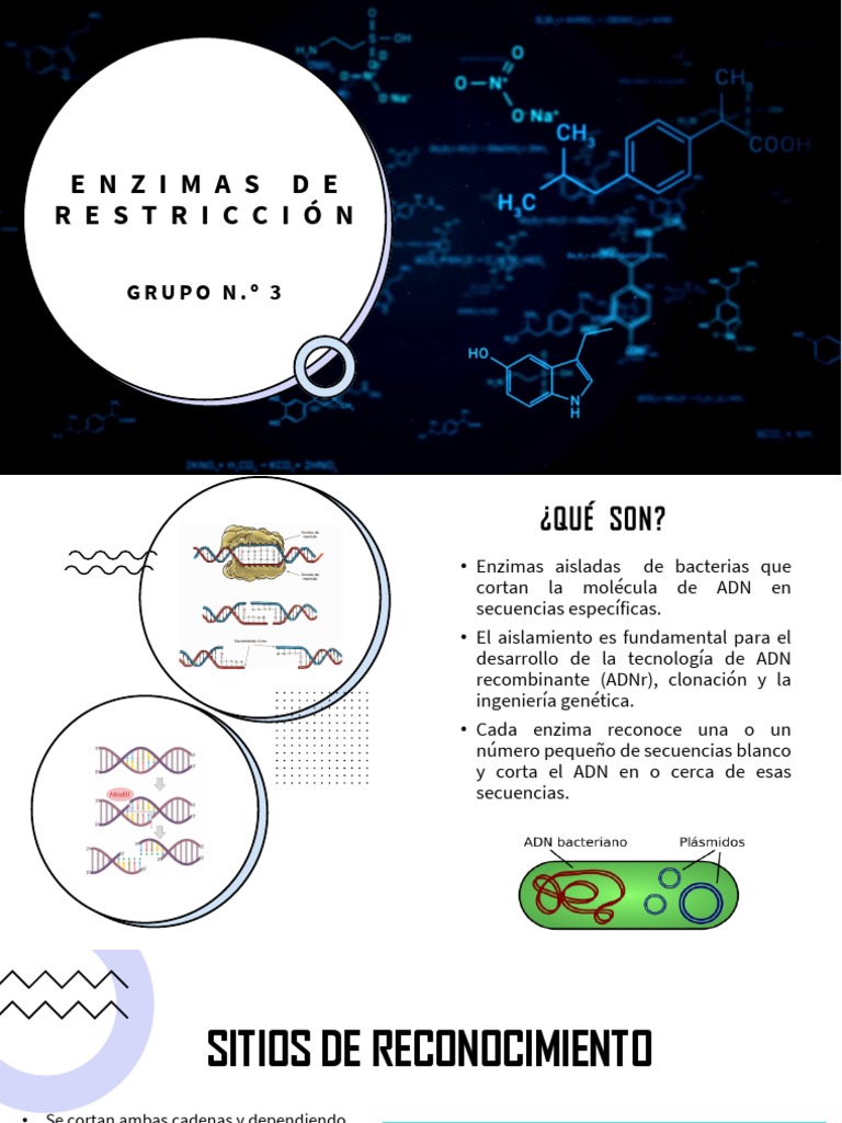 Enzimas de Restriccion | PDF | Enzima restrictiva | Adn