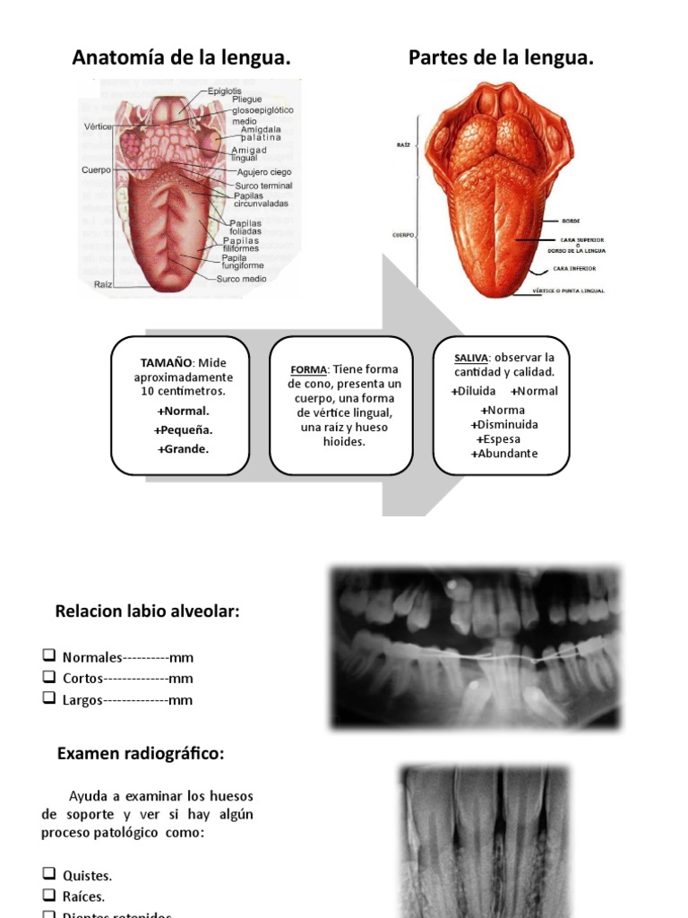 Anatomia de La Lengua | PDF