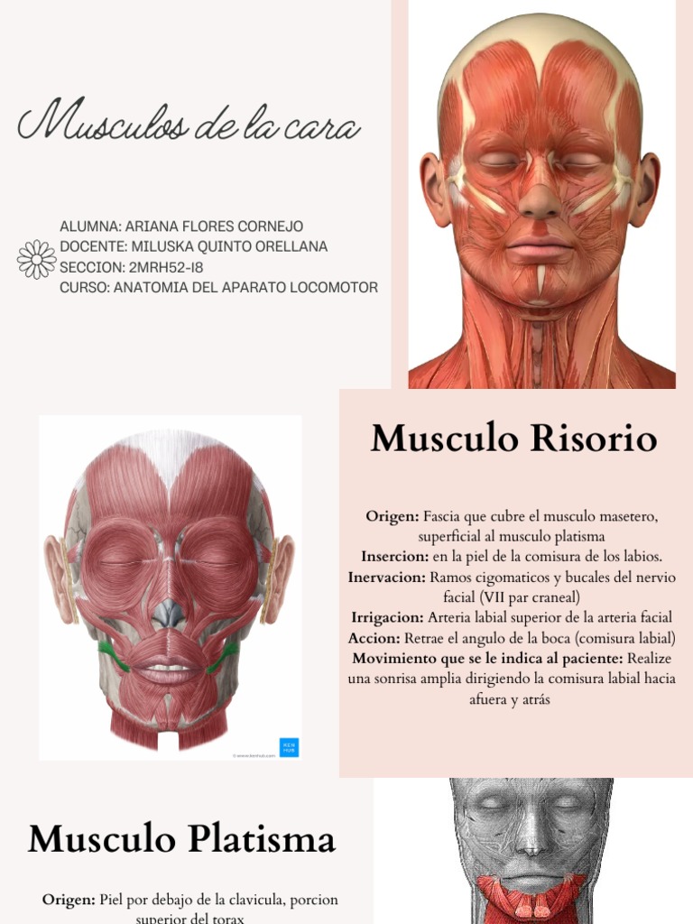 Musculos de La Cara | PDF | Cabeza y cuello humanos | Anatomía humana