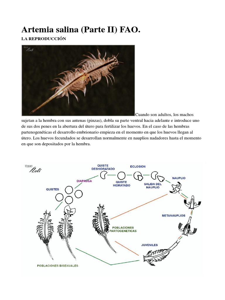 Artemia Salina Ii Parte | PDF | Nutrición | Dieta y nutrición