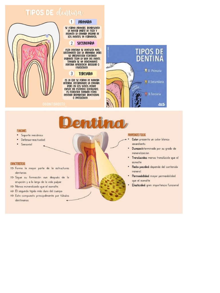 DENTINA IMÁGENES | PDF