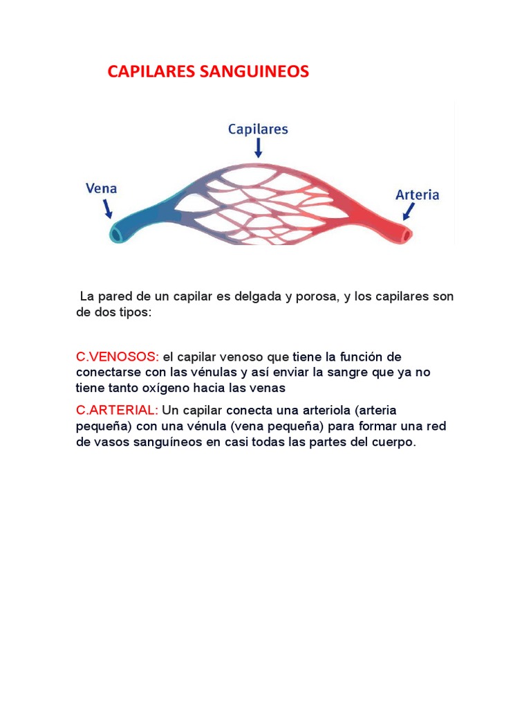 VENAS-VENULAS Y CAPILARES | PDF