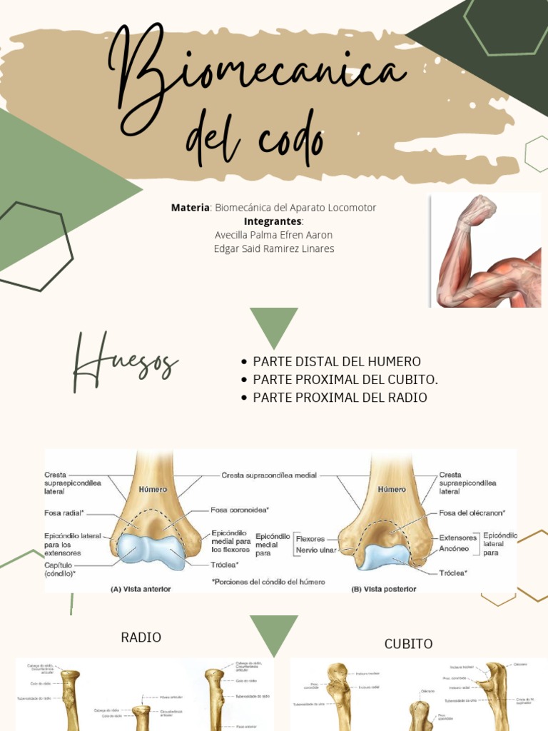 BIOMECÁNICA CODO | PDF | Codo | Tejido suave