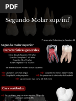 Segundo Premolar Inferior | PDF | Ramas de Odontología | Diente