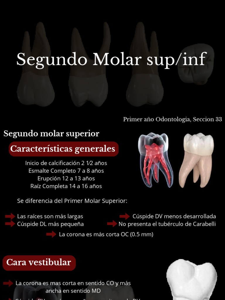 Segundo Molar supinf | PDF