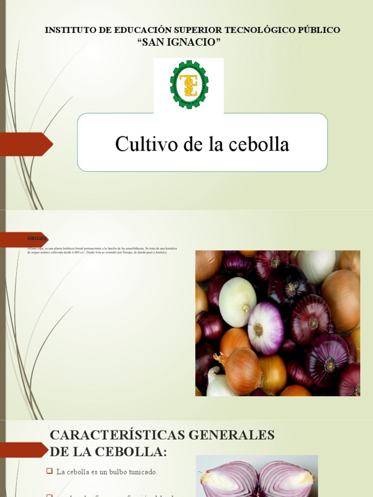 Presentación1 Cebolla | PDF | Cebolla | Plantas