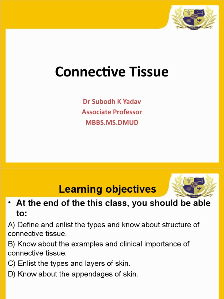 Connective Tissue | PDF | Connective Tissue | Skin