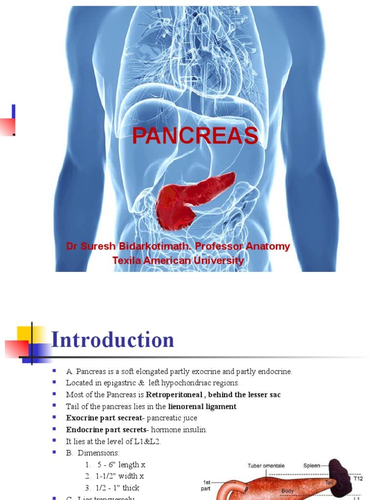 The Pancreas | PDF | Pancreas | Clinical Medicine