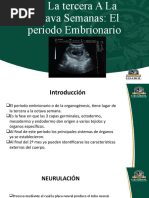 Diferenciación de las 3 capas embrionarias | PDF | Anatomía | Biología ...