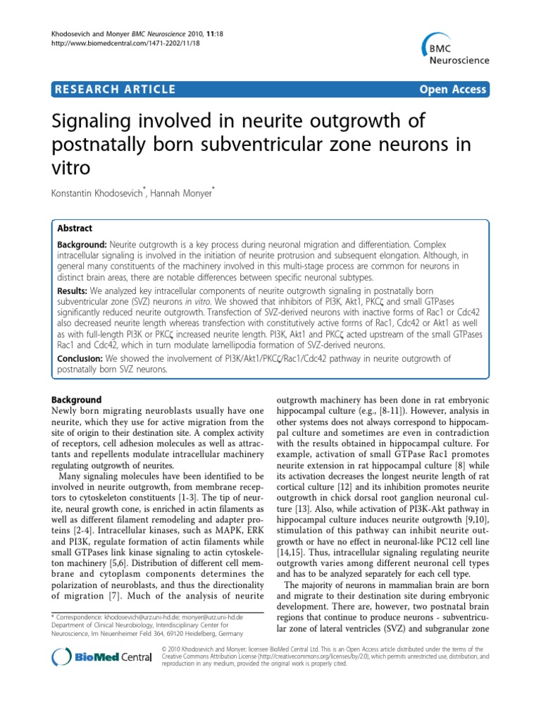 TMP 6101 | PDF | Axon | Neuron